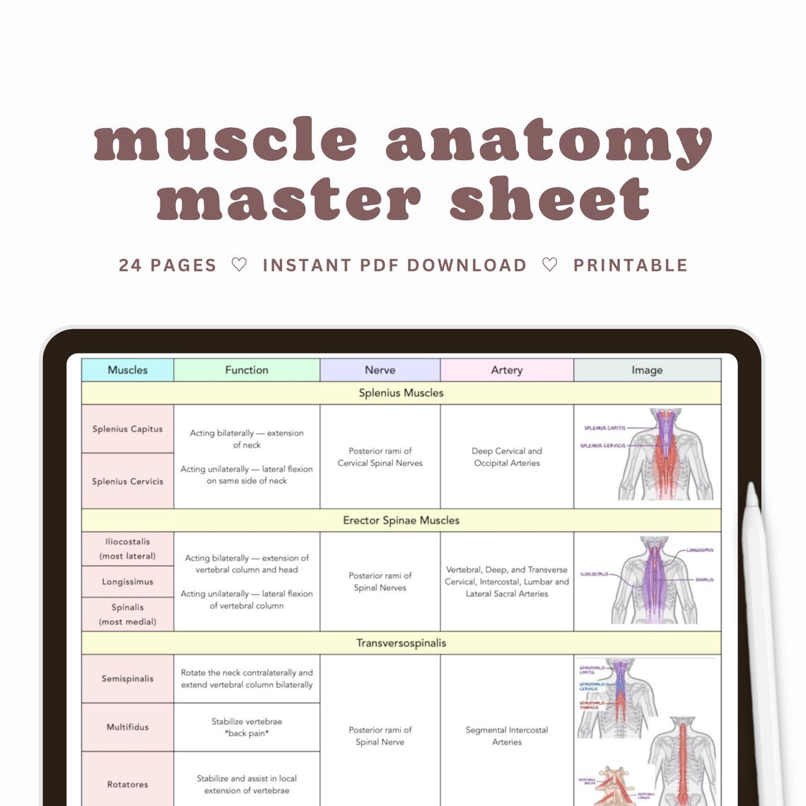 Muscle Anatomy Master Sheet | Complete MSK Summary Notes | Digital ...