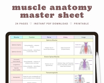 Muscle Anatomy Master Sheet | Complete MSK Summary Notes | Digital ...