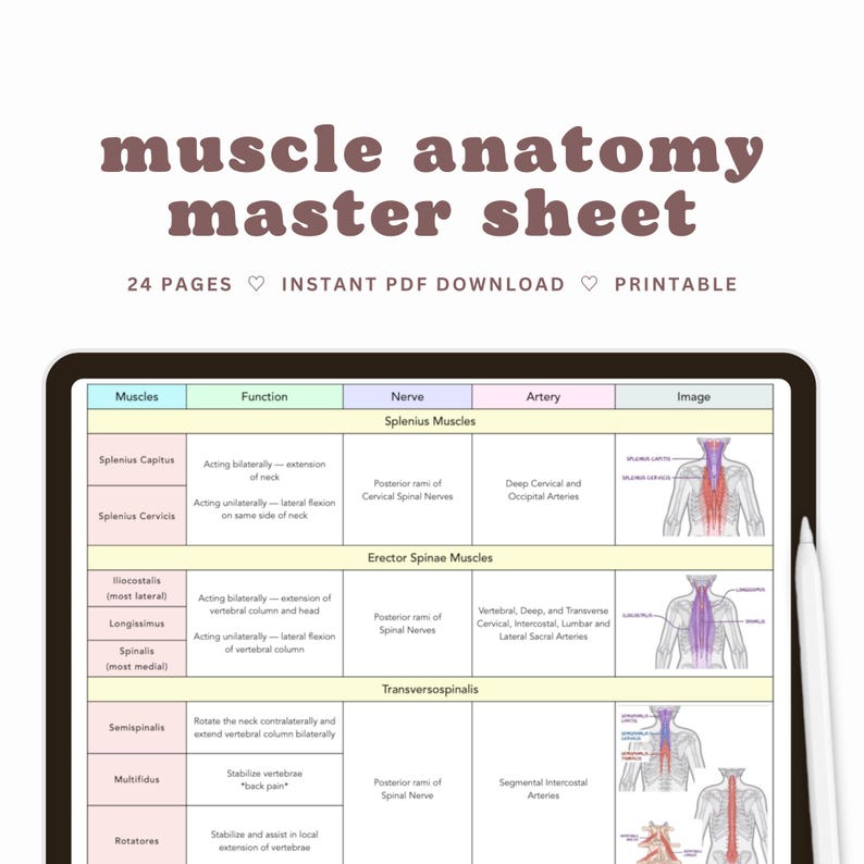 Muscle Anatomy Master Sheet | Complete MSK Summary Notes | Digital ...