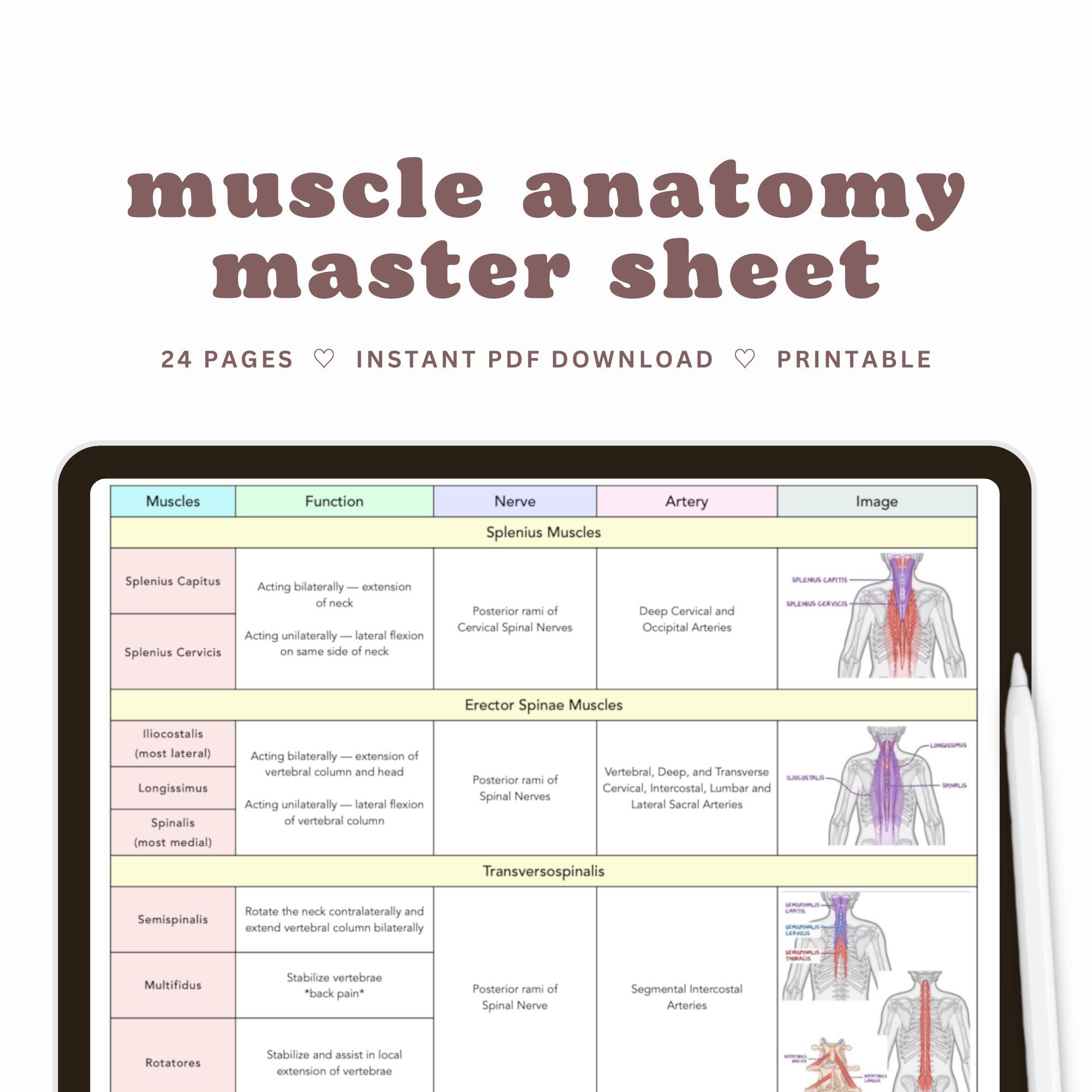 Muscle Anatomy Master Sheet | Complete MSK Summary Notes | Digital ...