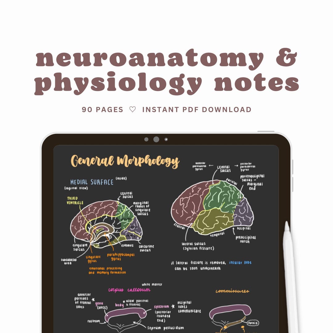 Neuroanatomy & Physiology Notes | High-yield Neuro Study Guide ...