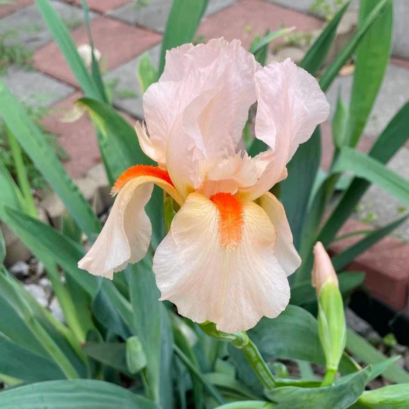 Peach Iris - Etsy