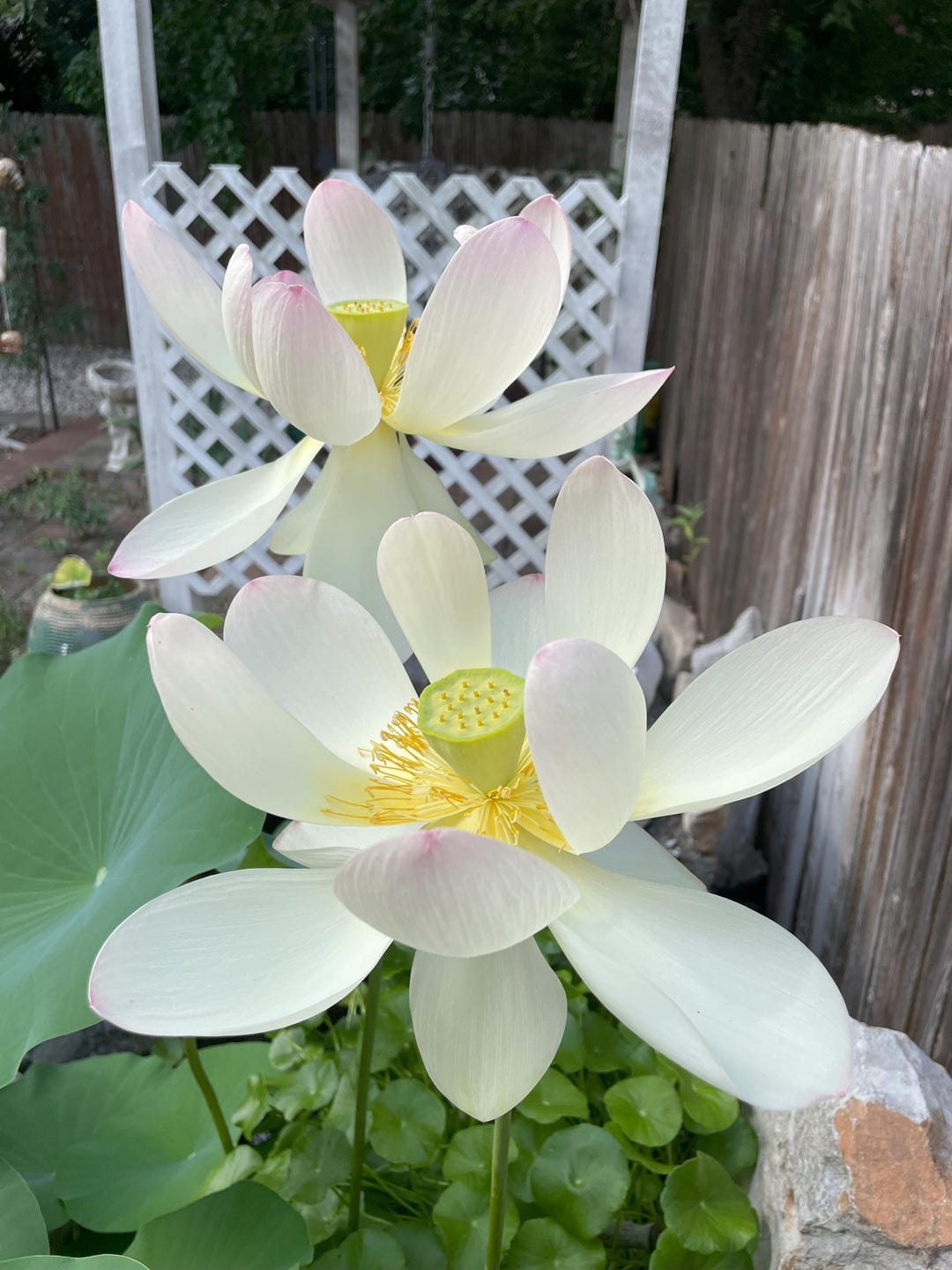 Nelumbo Nucifera （荷花） Beautiful Pink LOTUS - Lotus Root (rhizome) 荷花根 ...