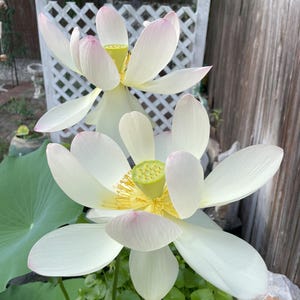 Nelumbo Nucifera （荷花） Beautiful Pink LOTUS - Lotus Root (rhizome) 荷花根 ...