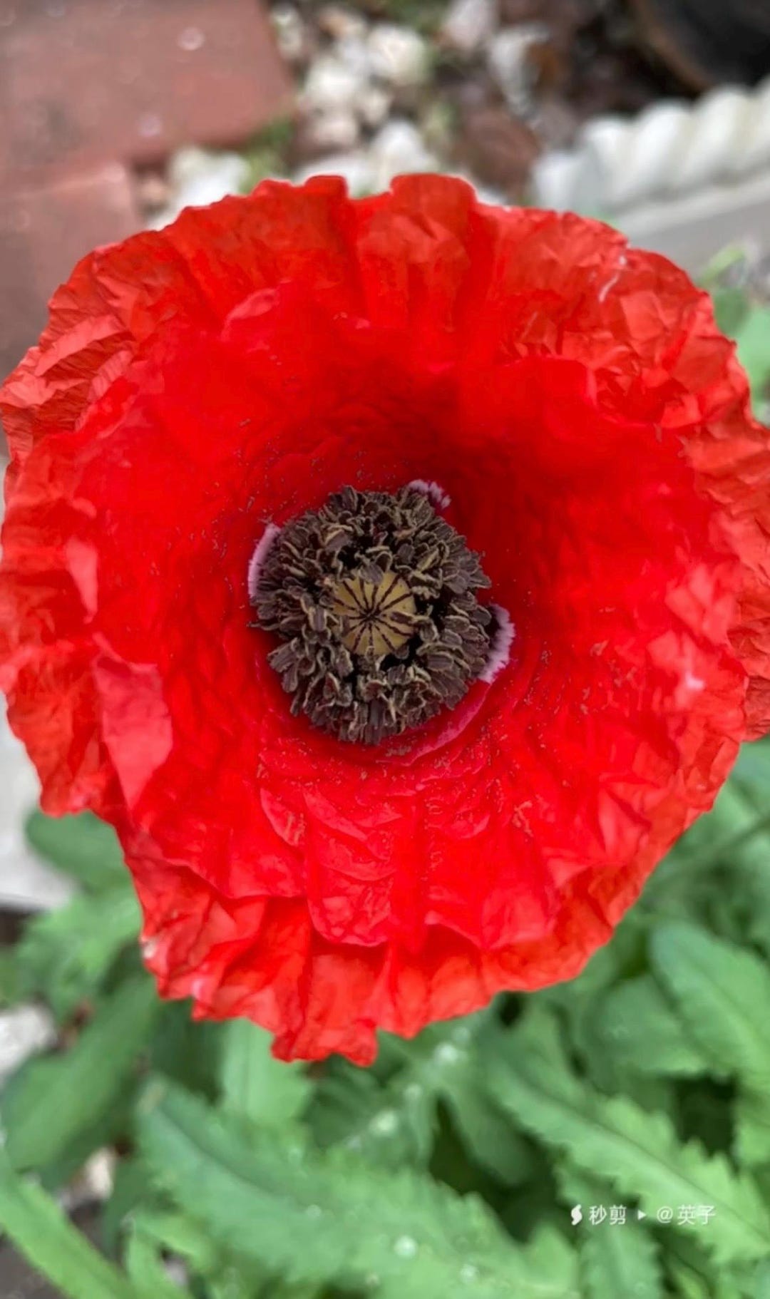 Red Corn Poppy Seeds, 虞美人- Flanders Poppy, Papaver Rhoeas - Vibrant Red ...