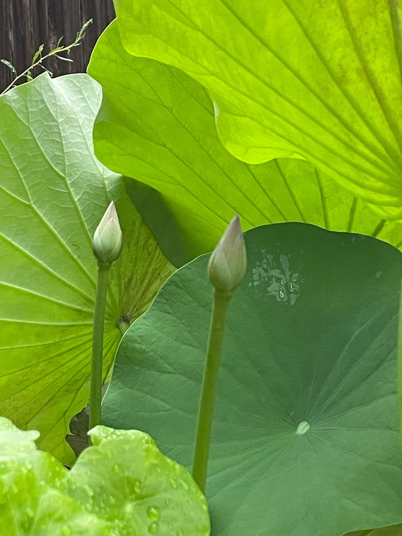 Nelumbo Nucifera （荷花） Beautiful Pink LOTUS - Lotus Root (rhizome) 荷花根 ...