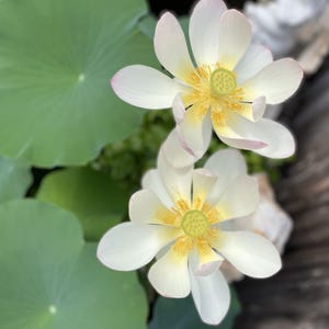 Nelumbo Nucifera （荷花） Beautiful Pink LOTUS - Lotus Root (rhizome) 荷花根 ...