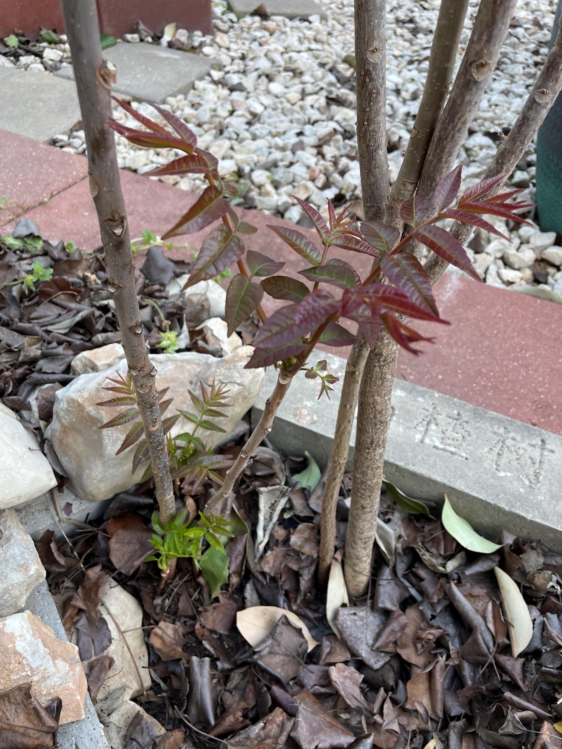 Toona Sinensis Plant，红油香椿树！chinese Toon 'north Red', One Year or Two ...