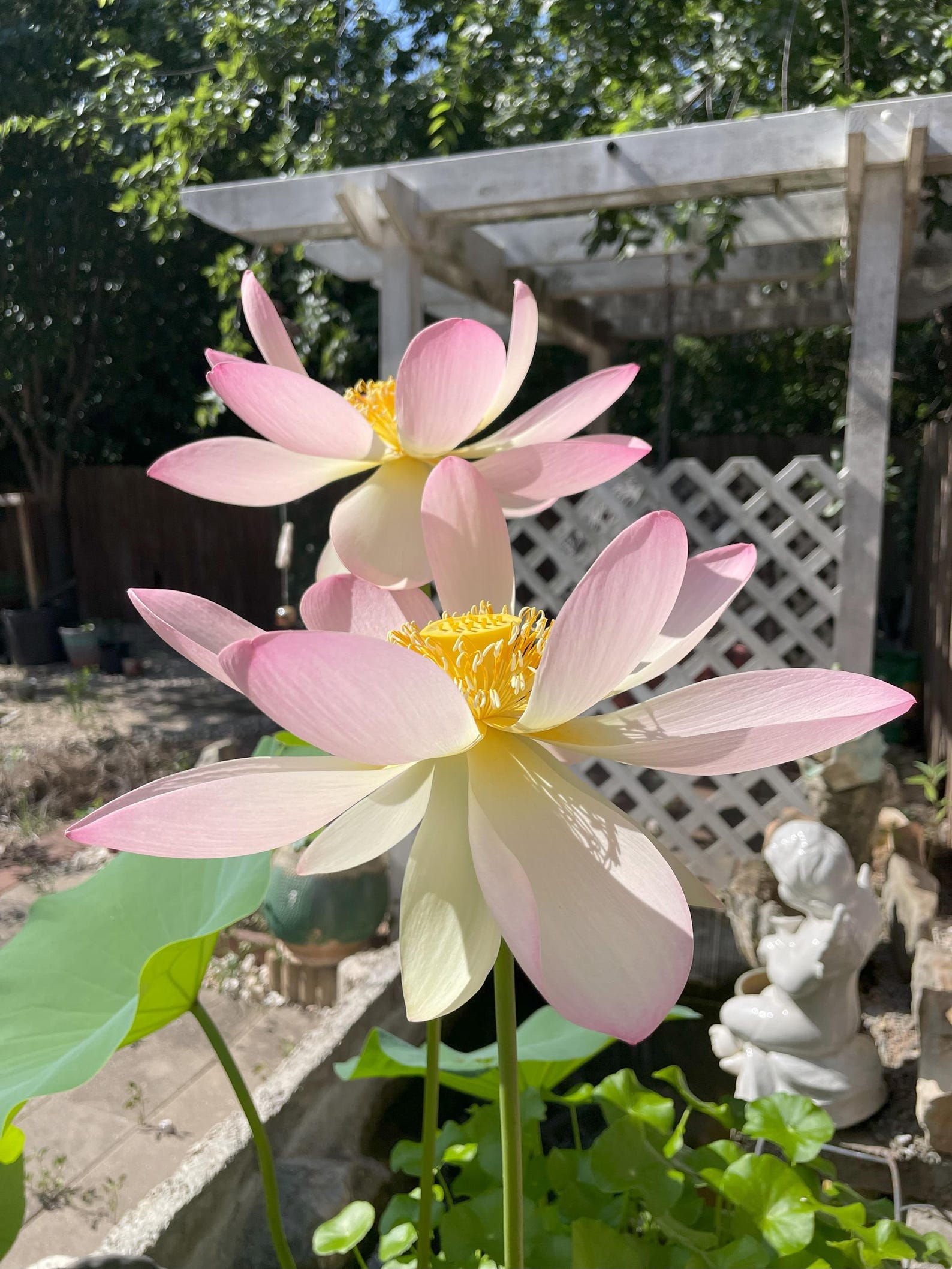 Nelumbo Nucifera （荷花） Beautiful Pink LOTUS - Lotus Root (rhizome) 荷花根 ...