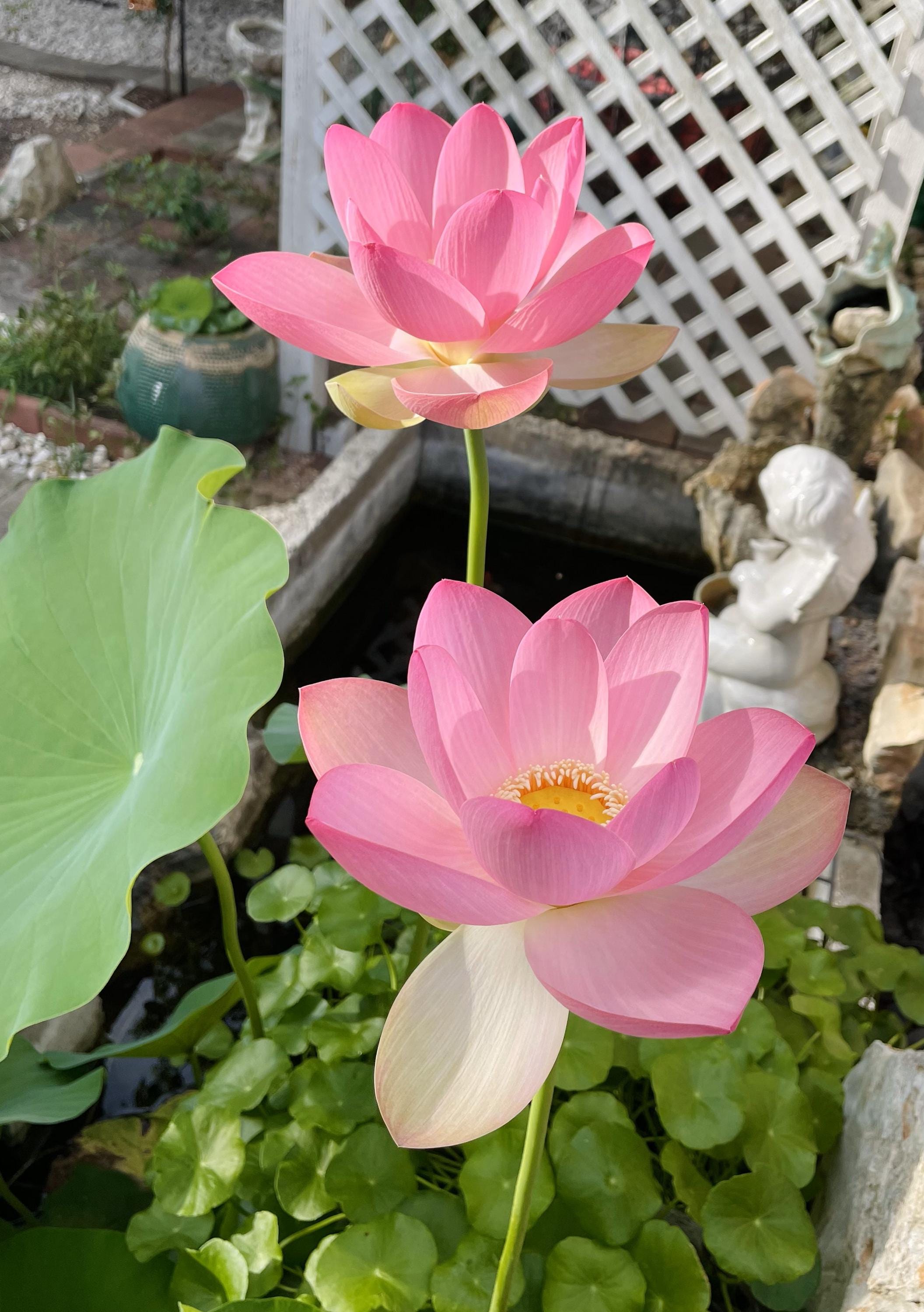 Nelumbo Nucifera （荷花） Beautiful Pink LOTUS - Lotus Root (rhizome) 荷花根 ...
