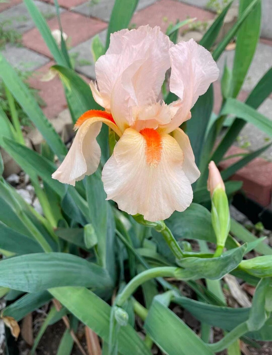 German Bearded Iris special Soft Peach Color Orange Tone, Giant Flower ...