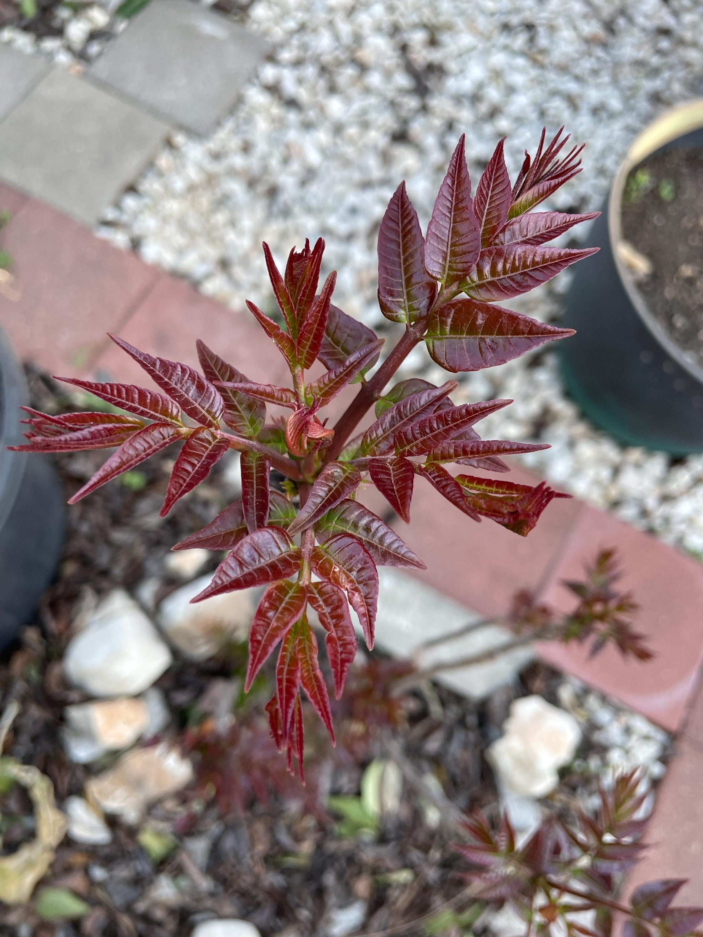 Toona Sinensis Plant，红油香椿树！chinese Toon 'north Red', One Year or Two ...