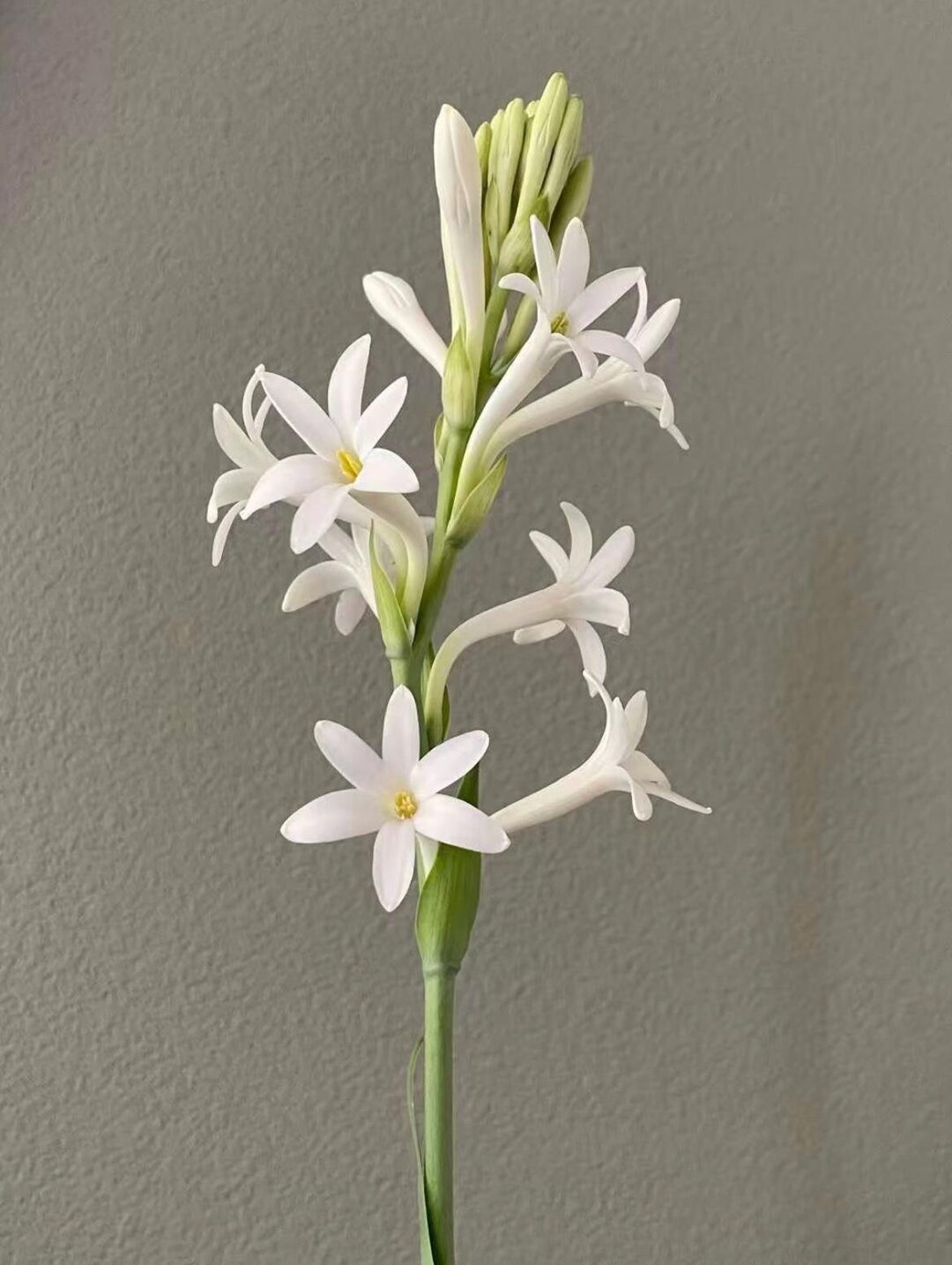 Tuberose Double Pearl Bulbs - Polianthes Tuberosa (晚香玉) - Fragrant ...