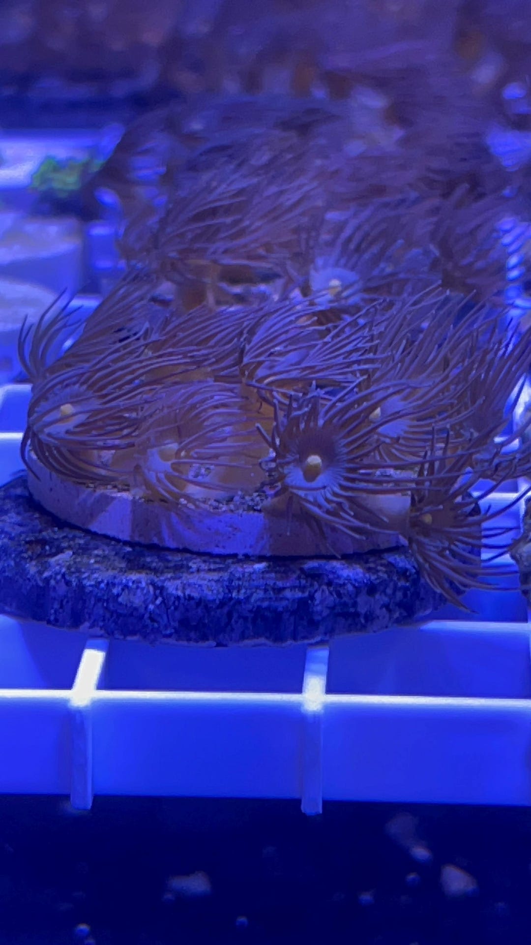 Yellow Polyps Frag - LARGE Frag (5+ Heads) - Live Soft Coral - Etsy