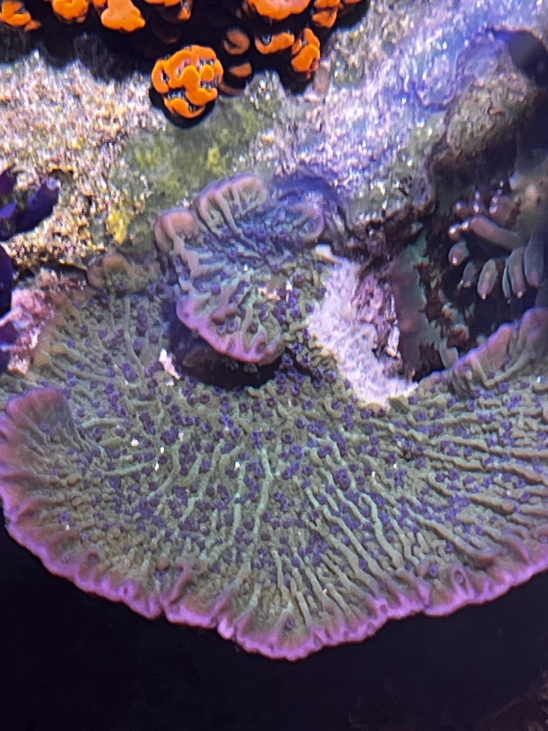 Jason Fox Leng Sy Monti Cap Frag - JF Green Monti W/ Blue Polyps ...