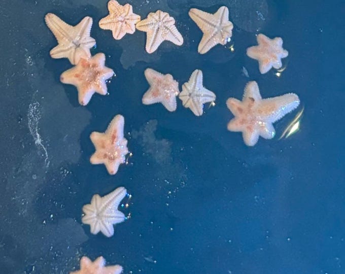 10 Live Asterina Starfish - Cleanup Crew and Harlequin Food - Perfect ...
