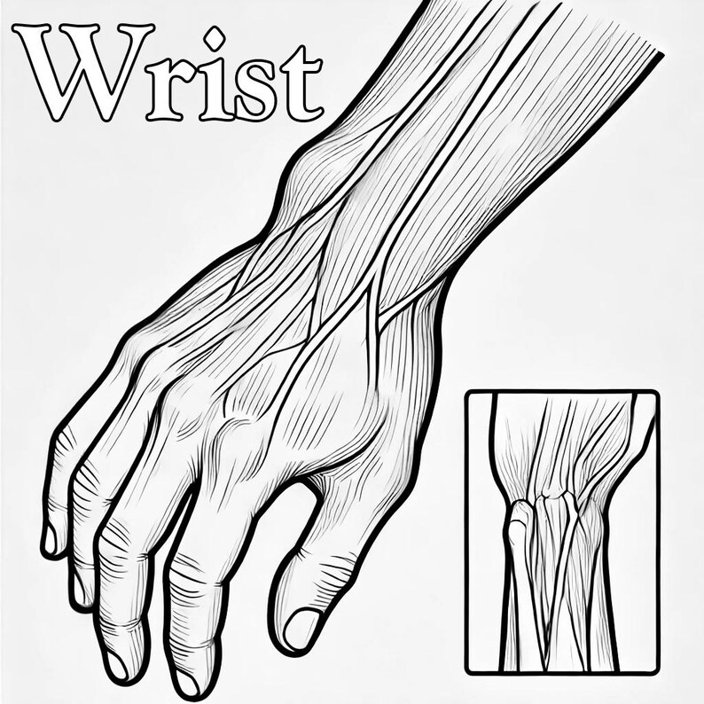 Coloring Book: 24 Anatomy Parts of the Human Body - Etsy