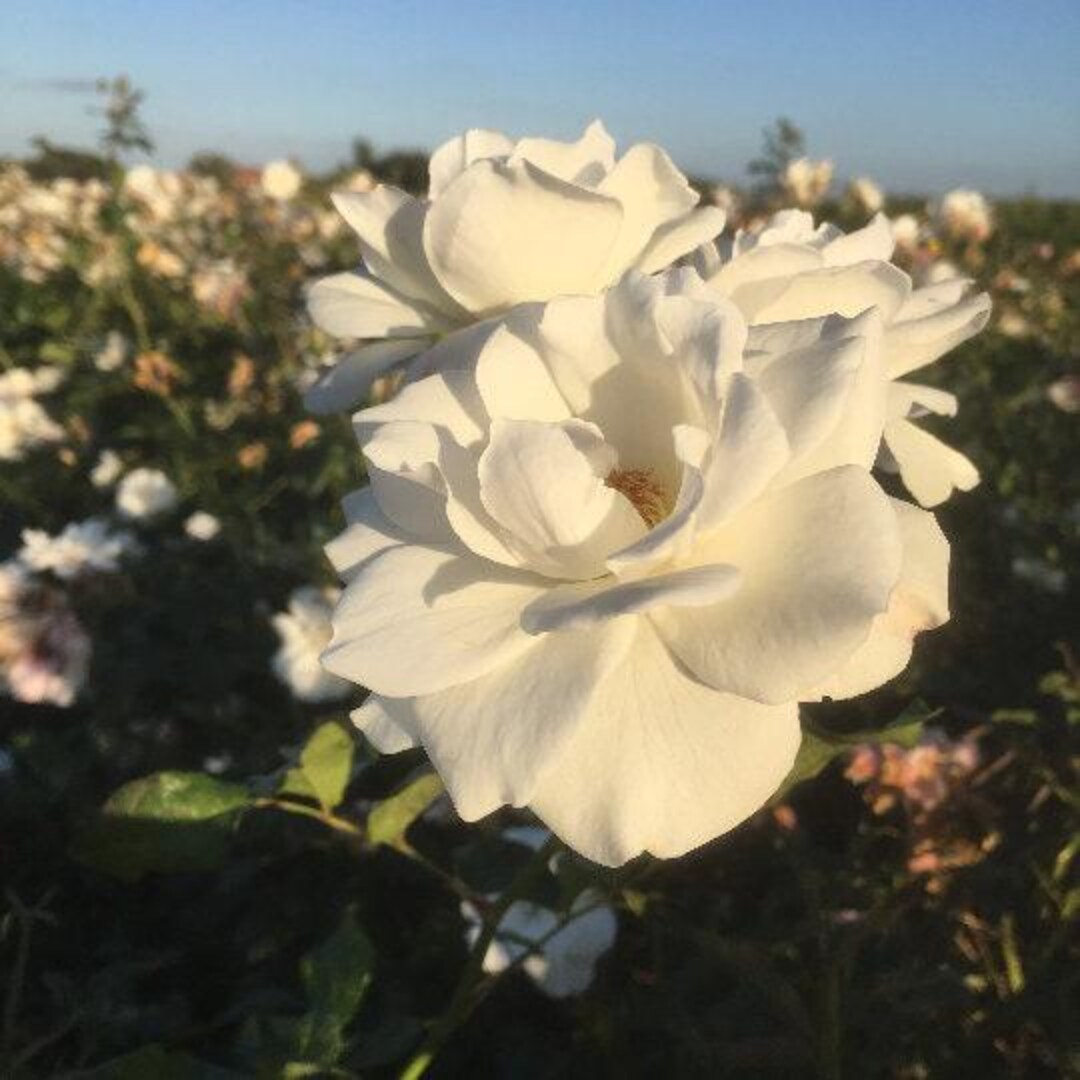 Containerised Climbing Rose White 'iceberg' 1 Plant in a 2 Litre Pot ...