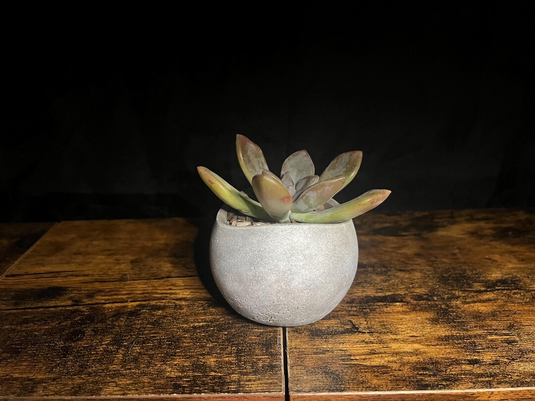 Round 3 Inch Succulent Planter - Unique Balloon Shape - Indoor Garden ...