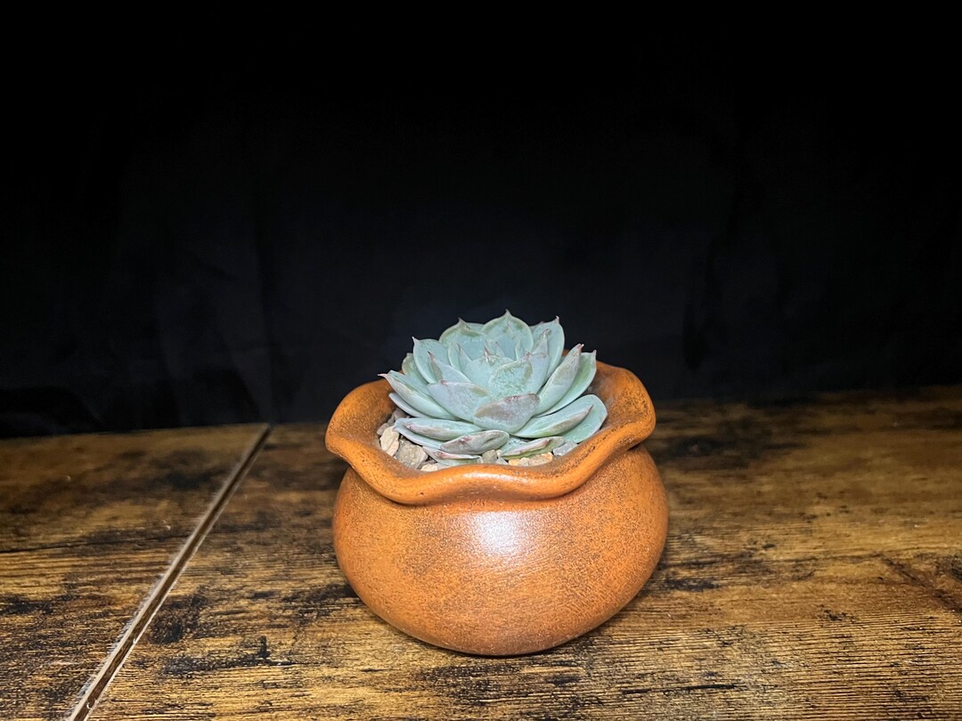 Mini Ruffle Top Planter - 3 Inch Succulent Pot - Etsy