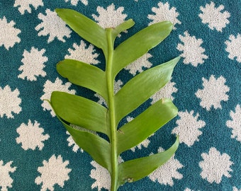 Fern Leaf Cactus | Etsy