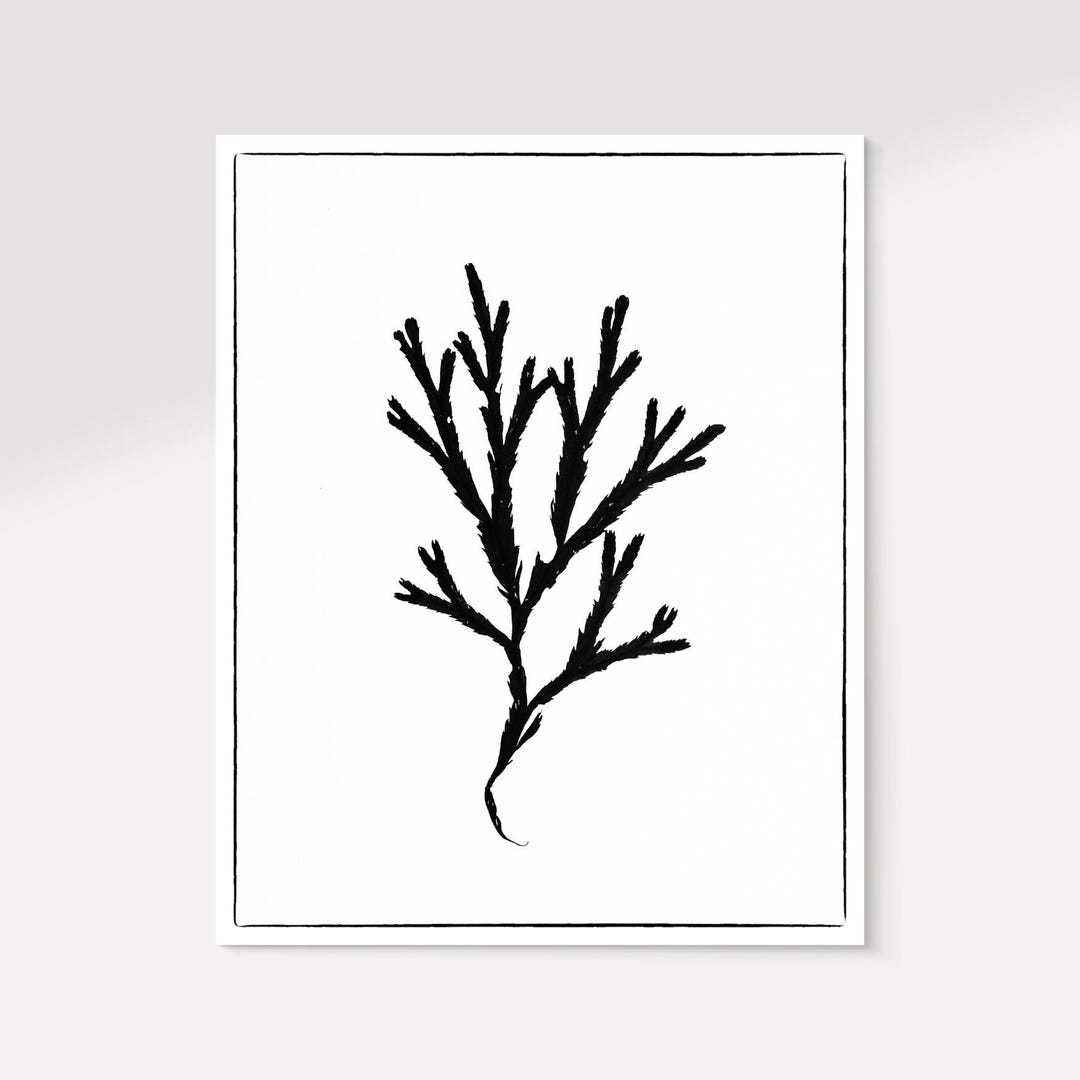 Pressed Seaweed Fine Art Photo Print - Etsy