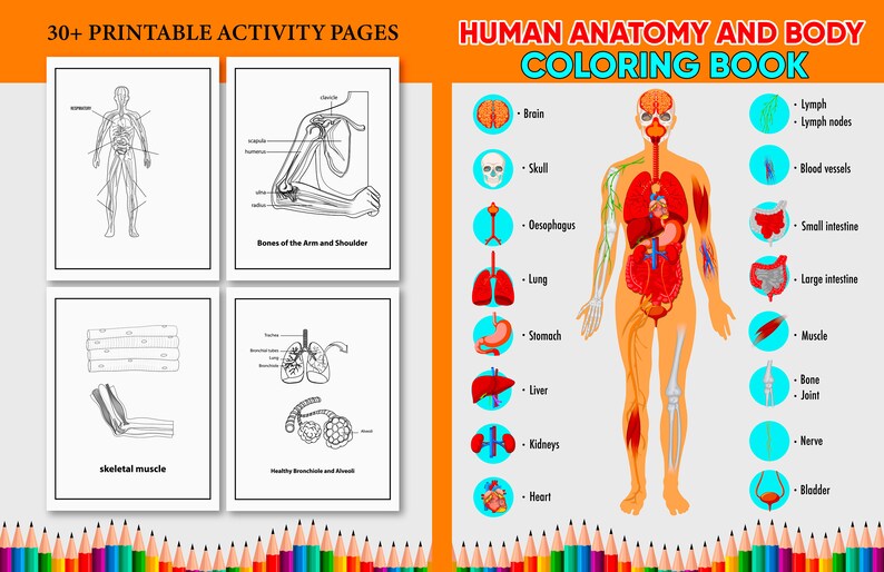 Human Anatomy Practice Sheet, Coloring and Activity Book Study Guide ...