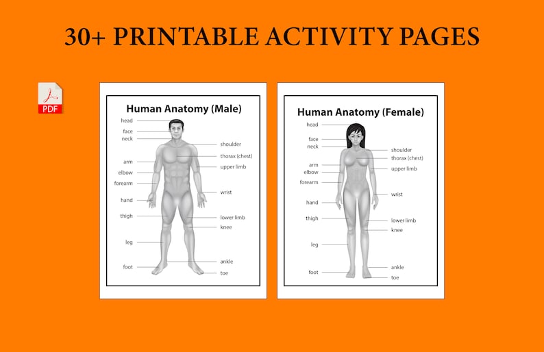 Human Anatomy Practice Sheet, Coloring and Activity Book Study Guide ...