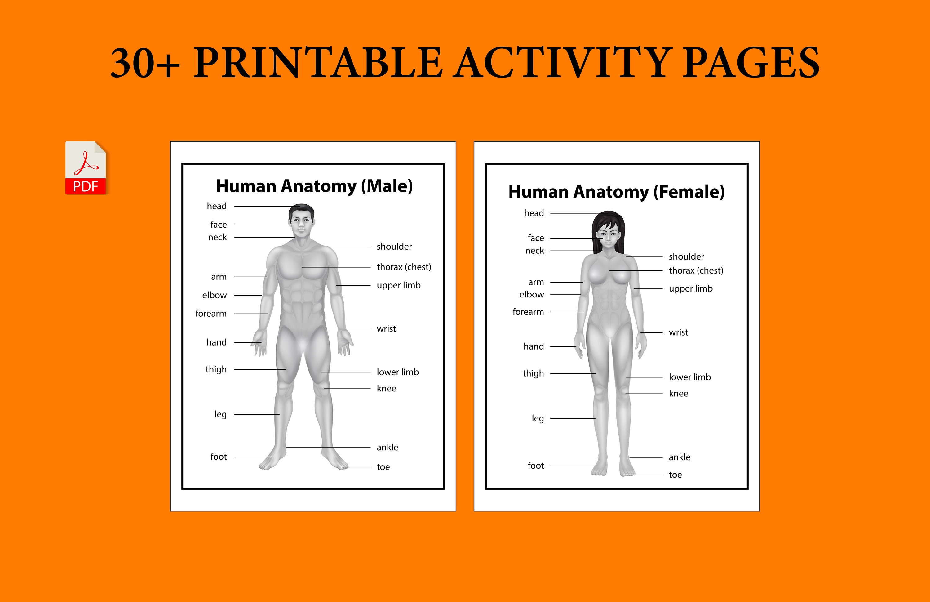 Human Anatomy Practice Sheet, Coloring and Activity Book Study Guide ...