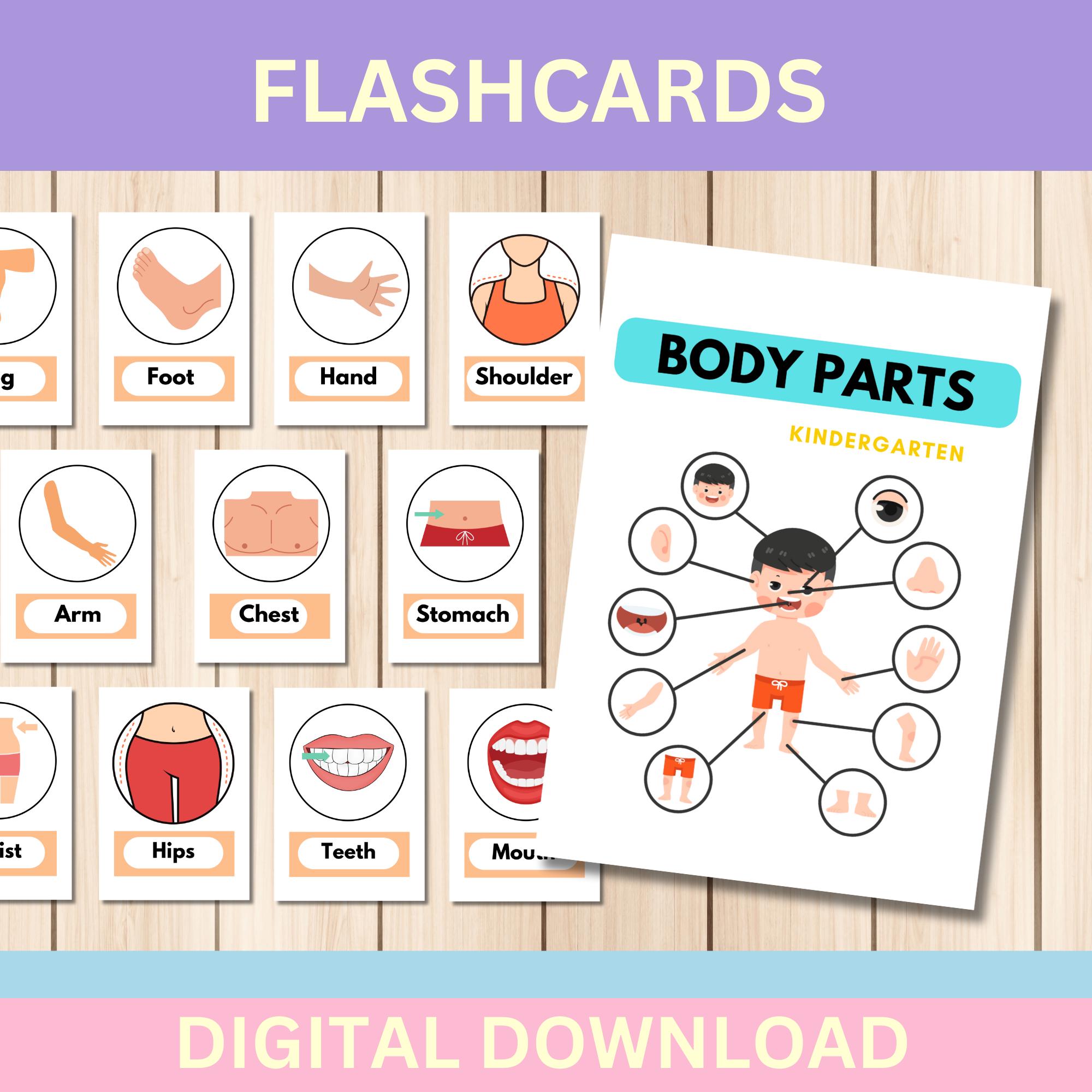 Body Parts Flash Cards Printable Montessori Materials Preschool ...