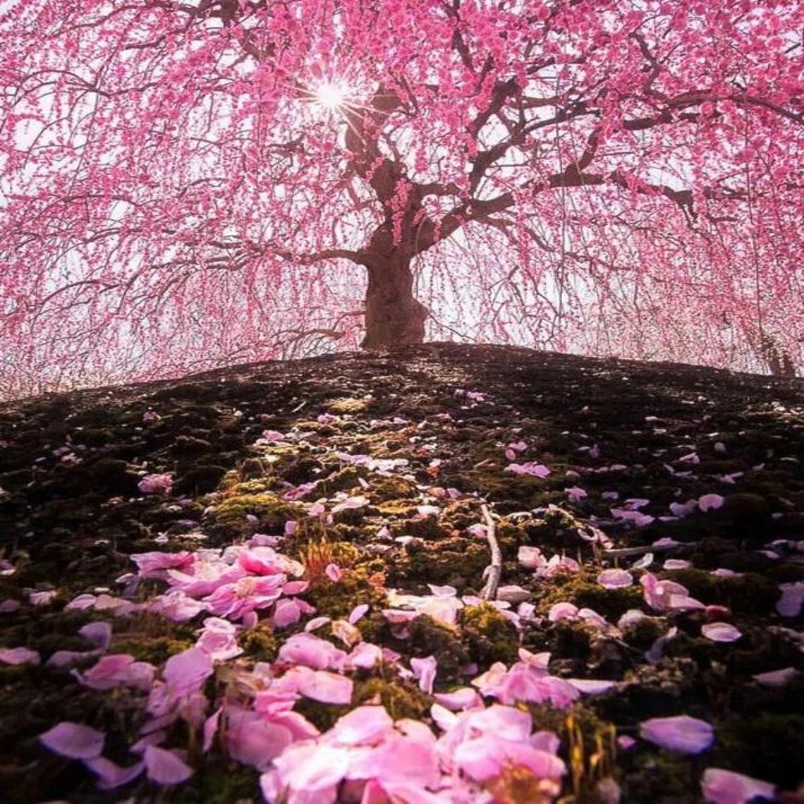 Japanese weeping Sakura Cherry Blossom Flower Tree Seeds pendula Fast ...