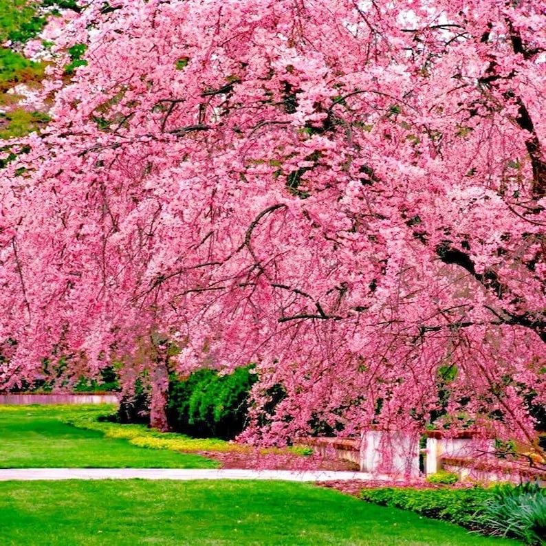 Japanese weeping Sakura Cherry Blossom Flower Tree Seeds pendula Fast ...