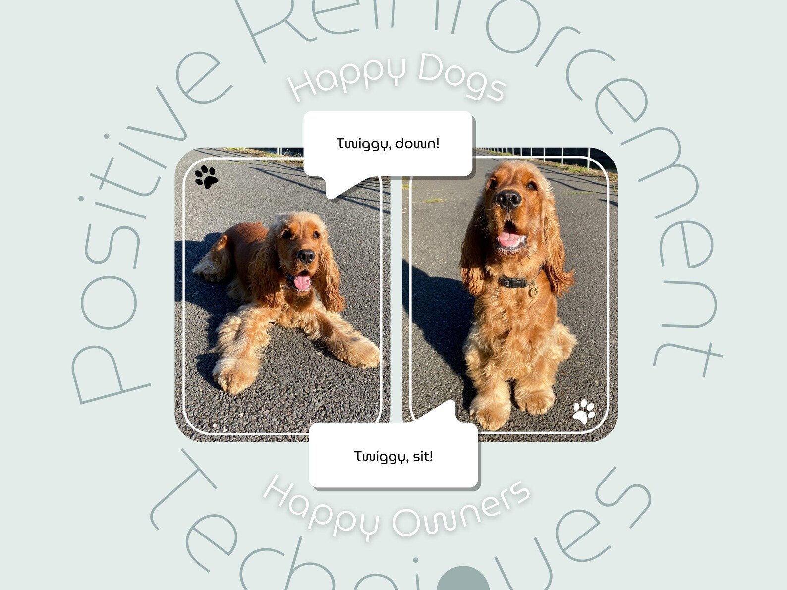 Dog Training Plan | Positive Reinforcement | Essential Puppy & Adult ...