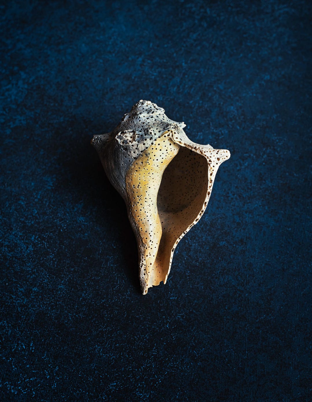 Large Conch Seashell on Blue, Photography Wall Art Print for Home ...