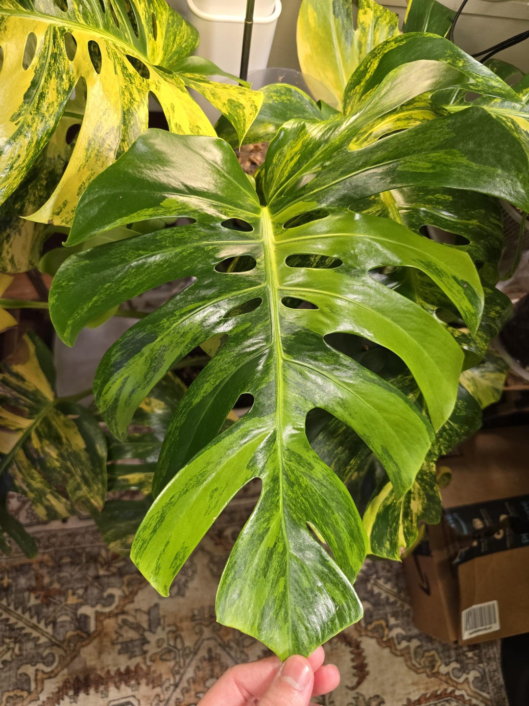 Monstera Aurea 11 Leaf - Etsy