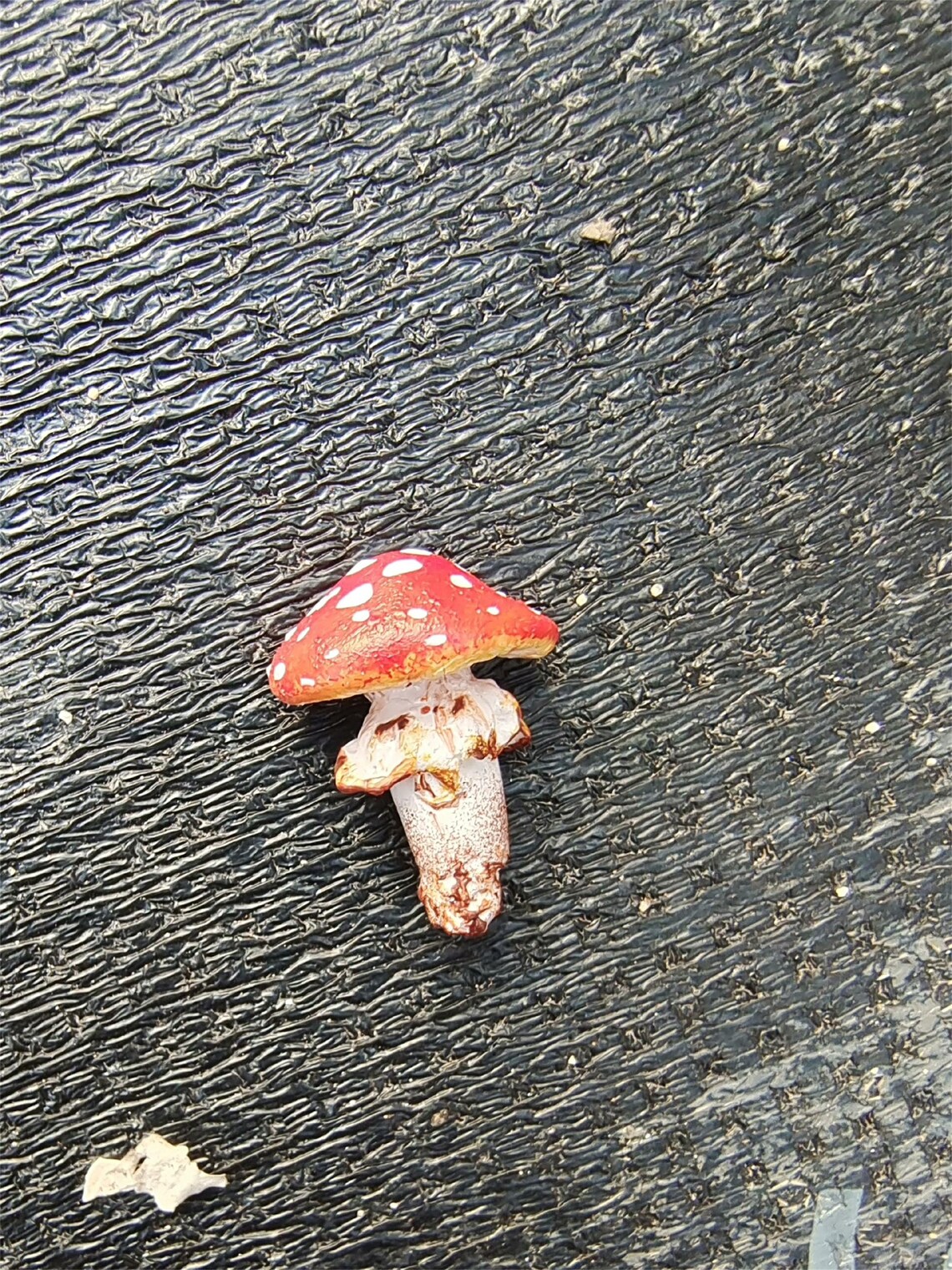 Vibrant Mushroom Refrigerator Magnet | Colorful Fun Kitchen Decor ...