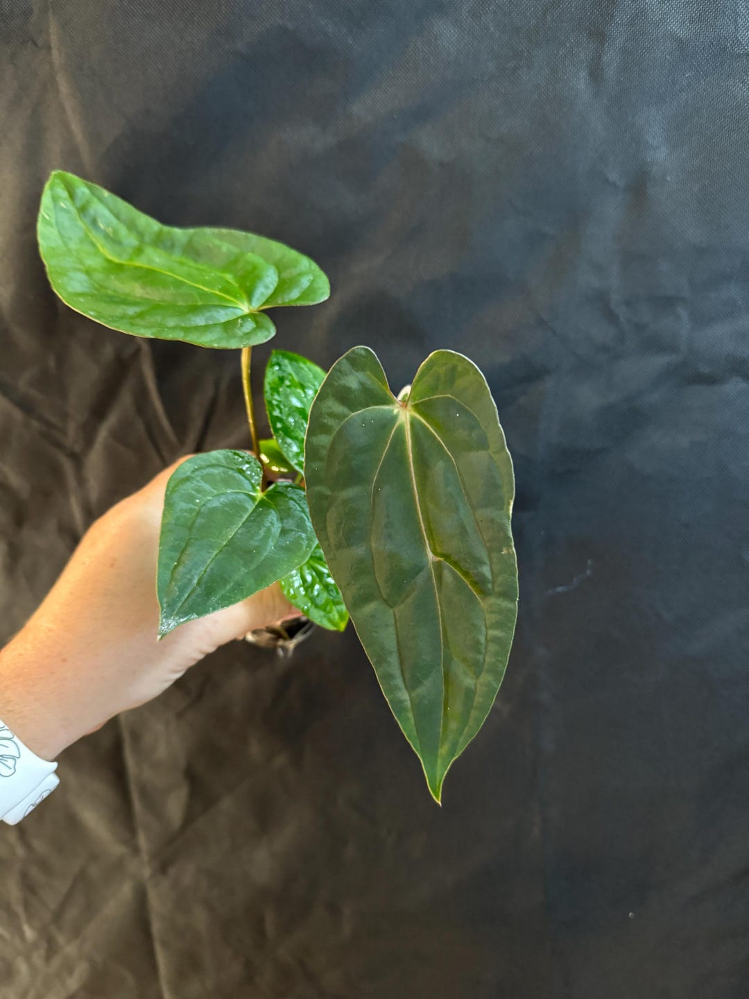 Anthurium RLFS X Carla AOS - Large Seedling - Etsy