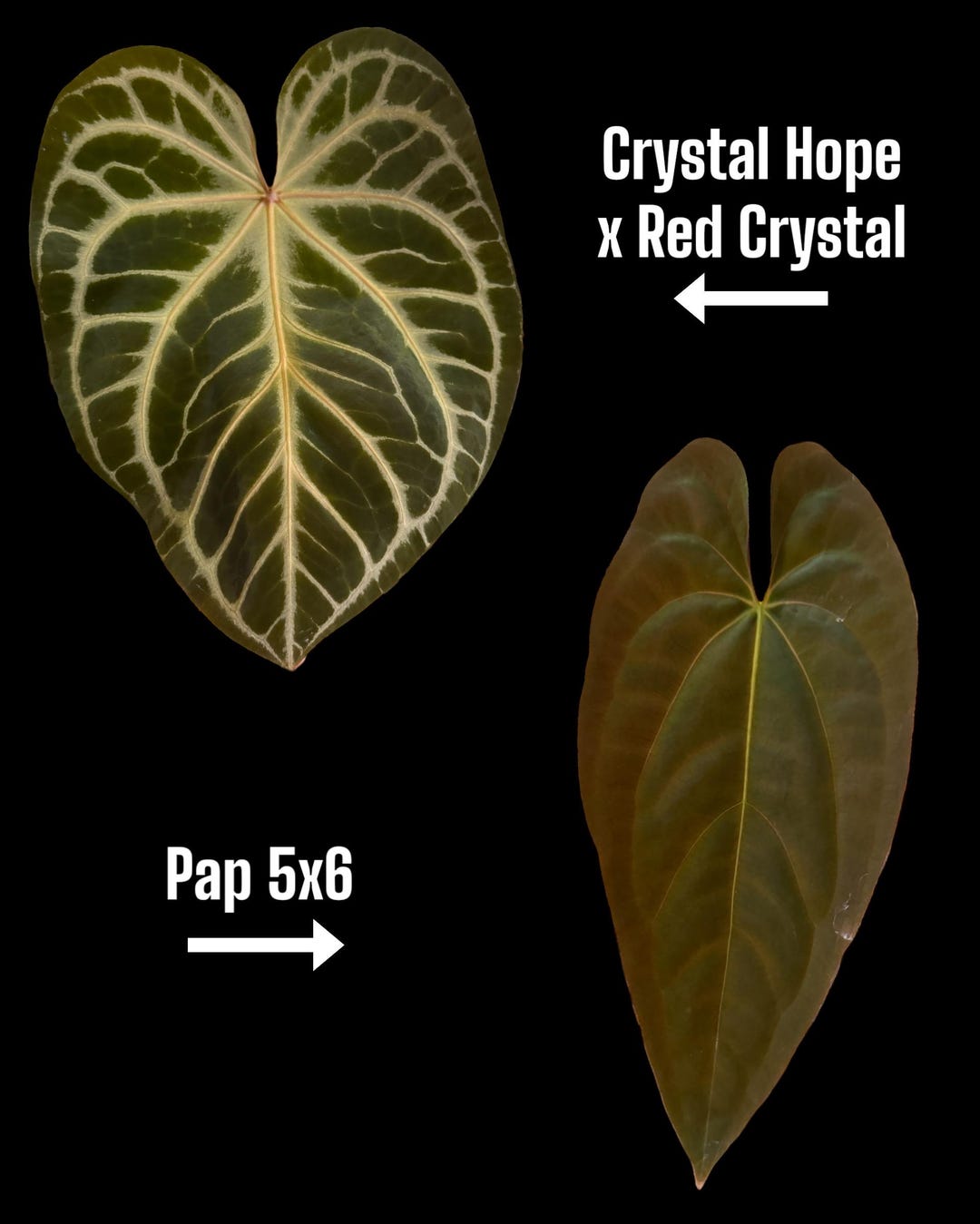 Anthurium Pair 2 Seeds Germinated Seeds crystal Hope X Red Crystal X ...