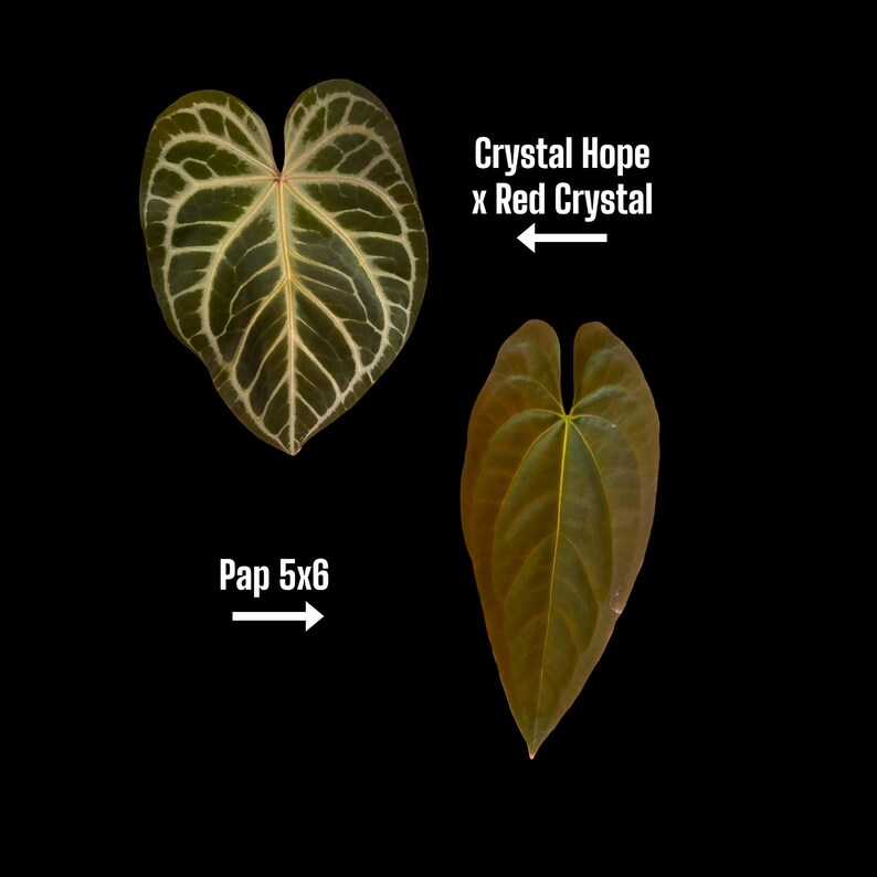 Anthurium Seedling crystal Hope X Red Crystal X Pap 5x6 - Etsy