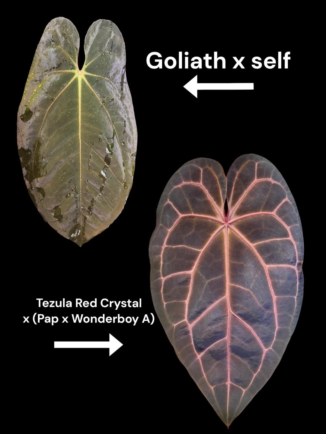 Anthurium Pair 2 One Leaf Seedlings Goliath S1 X tezula Red Crystal X ...