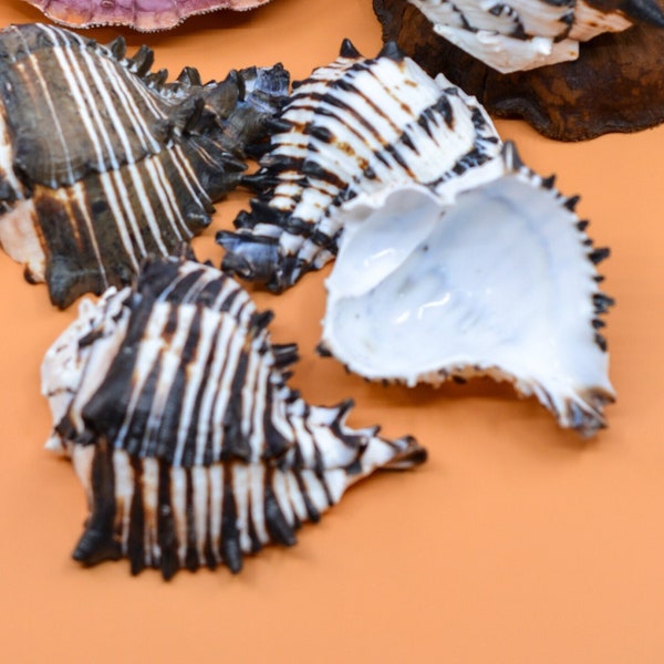 Murex Shell - Etsy