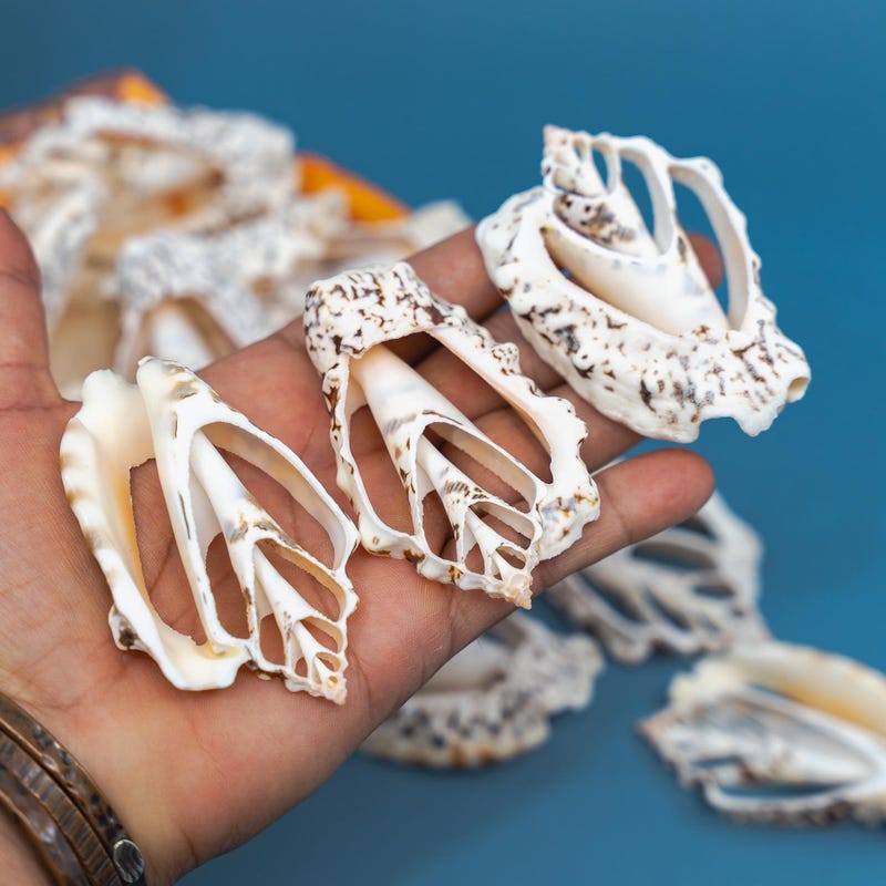 Conch Shell Jewelry Set - Etsy