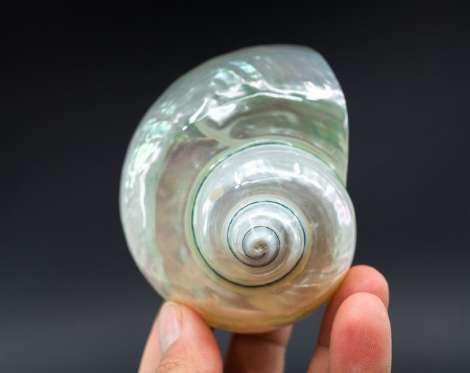 Leopard Print Seashell Pendants With Gold Plated Edges, Sold by Each ...