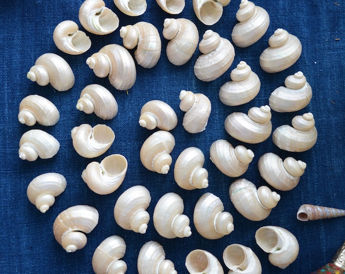 Turbo Shells: 5 Pieces Pearl Turbo Shell, Drilled or Not, Shell ...