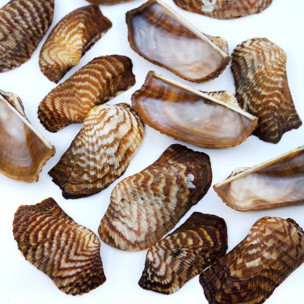 Seashells Sea - Etsy