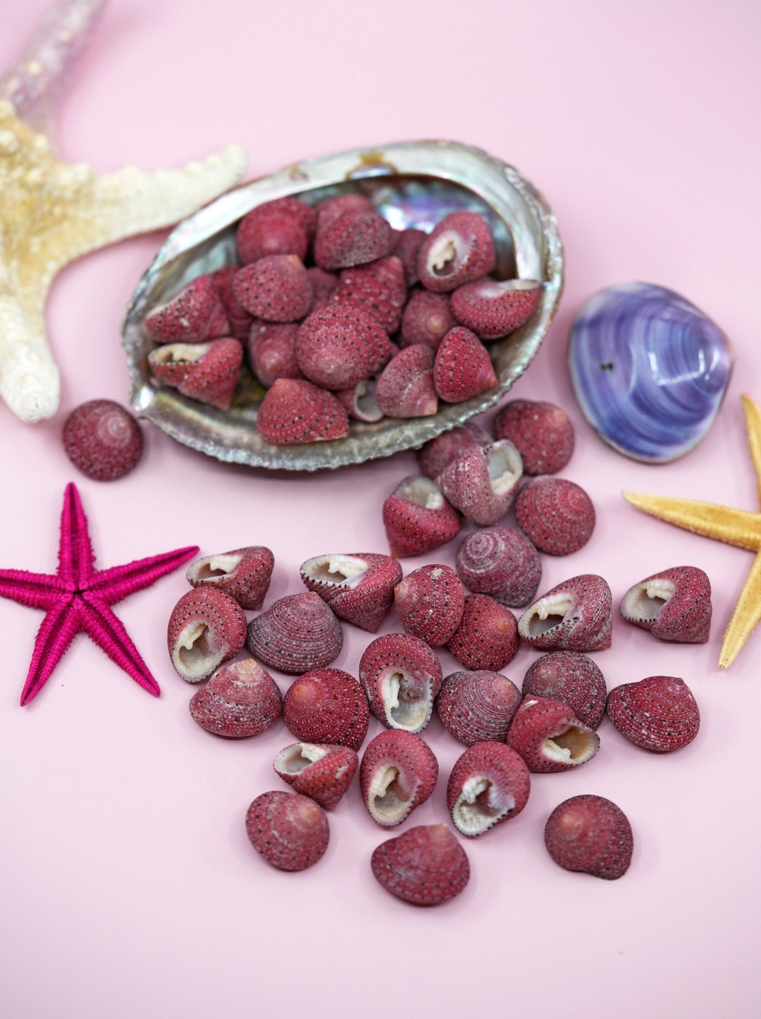 Strawberry Top Sea Shells, 5 Pieces / RARE Natural Seashells for Crafts ...