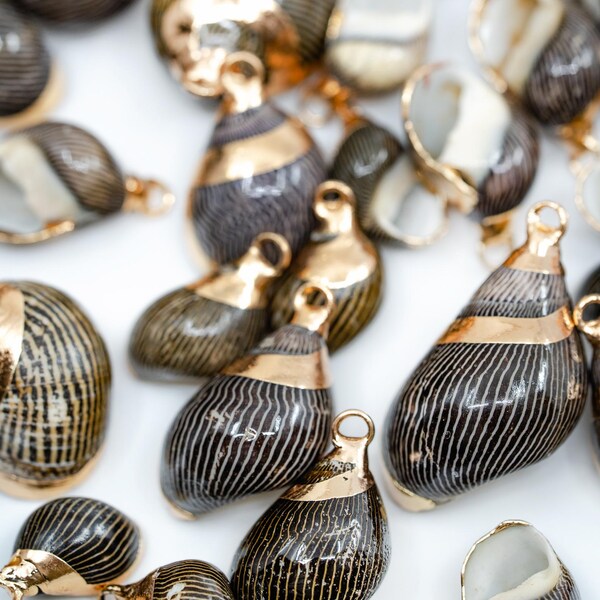 Zebra Shells - Etsy