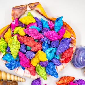 Mini Dyed Nassarius Reticulata Seashells – Set of 10 Shells | Vibrant ...