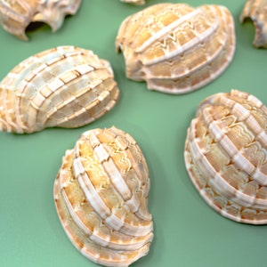 Harpa Articularis Shell: Major Harp Seashells, Harpa Davidus, 3 Inches ...