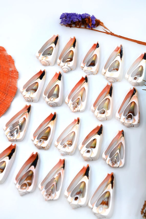 Strawberry Strombus Shells: Strawberry Conch Seashell Slices - Etsy